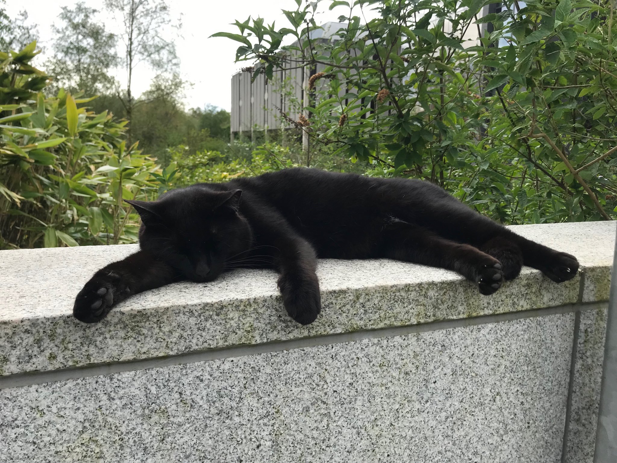 Maynooth University Library Cat Update | In the Dark