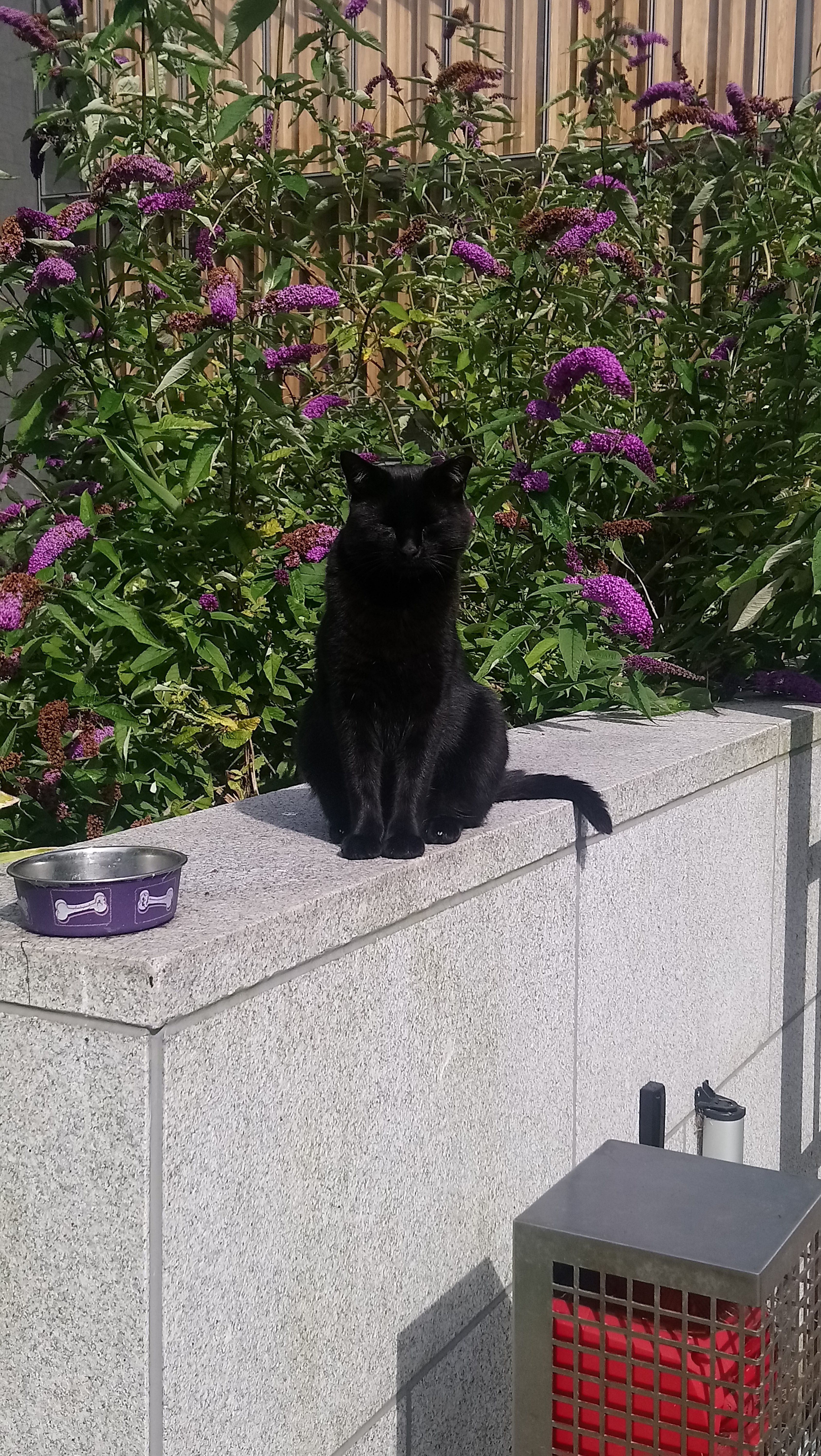 The Buddleian Library Cat | In the Dark