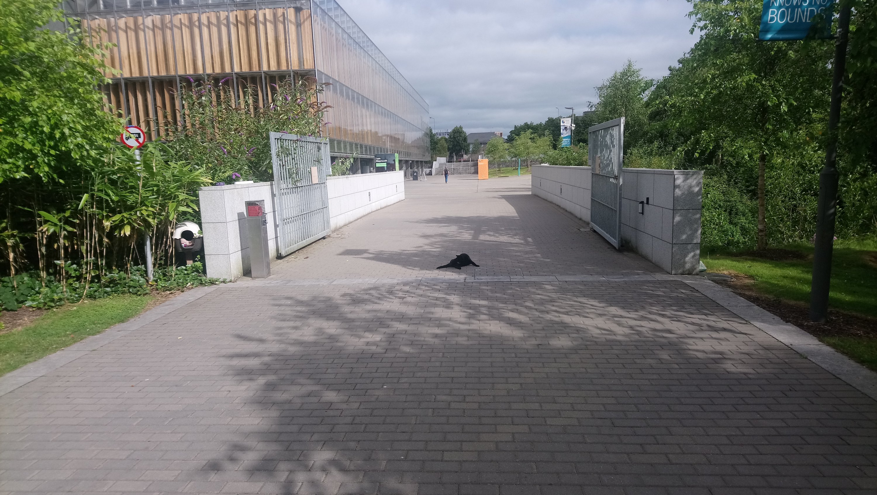 Middle of the Road Cat | In the Dark