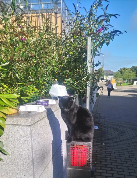 Feline Matters | In the Dark