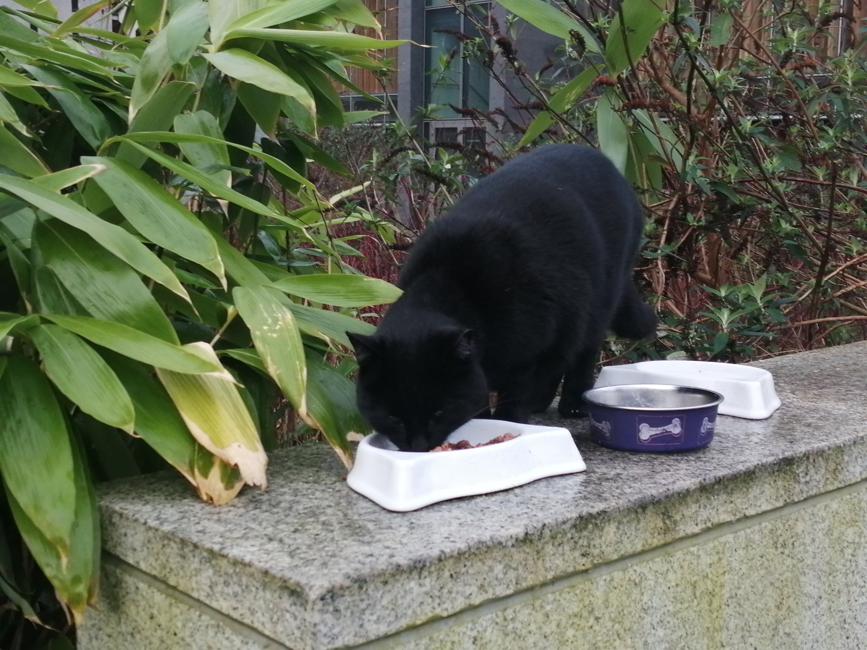Maynooth University Library Cat Update | In the Dark