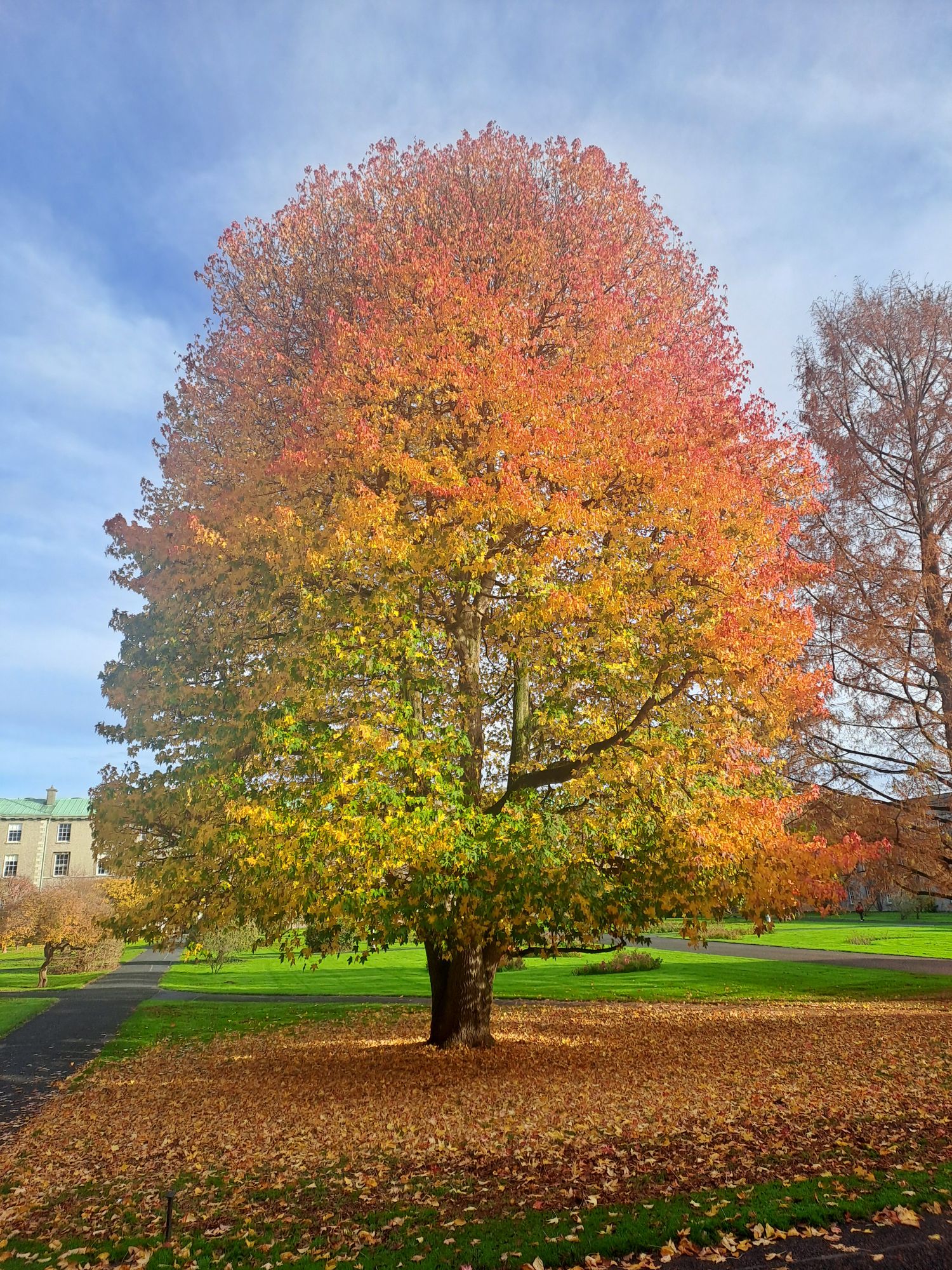 Norway Maple | In the Dark